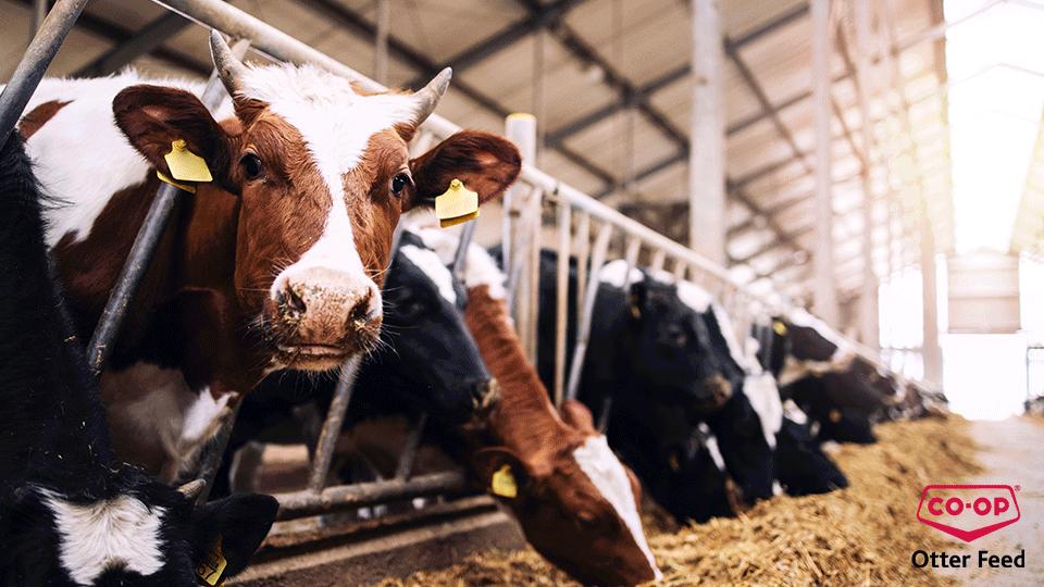 Agolin can help farm productivity & sustainability goals | Otter Co-op