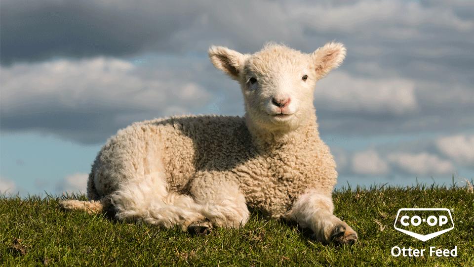 So your new lambs are here, now what? | Otter Co-op