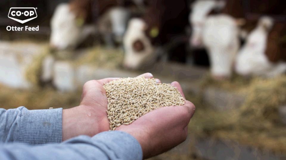 OTTER FEED: NUTRITIONAL INFORMATION FORM | Otter Co-op