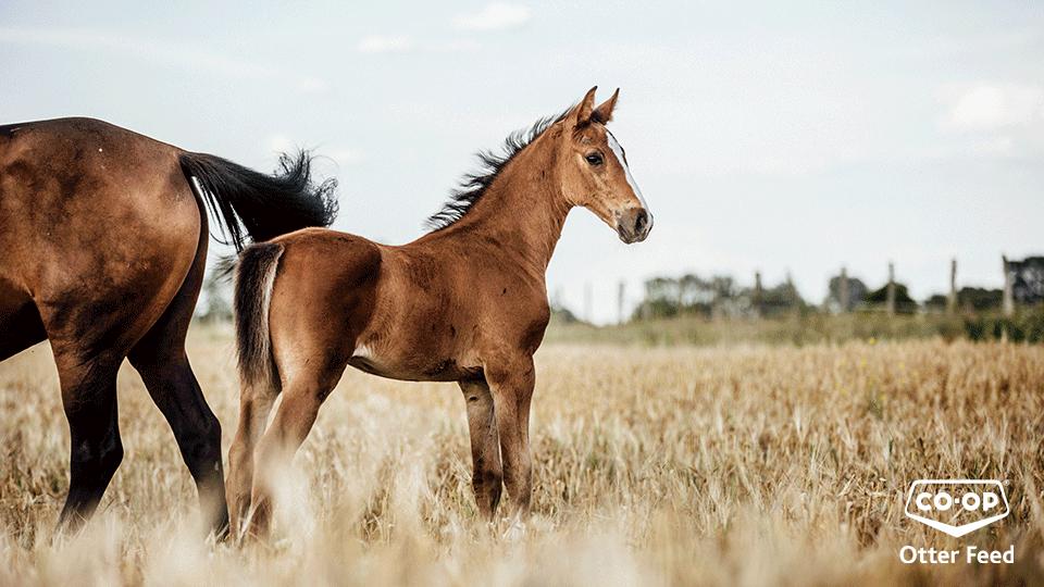 Feeding Tips for Lactating Mares This Spring Foaling Season | Otter Co-op