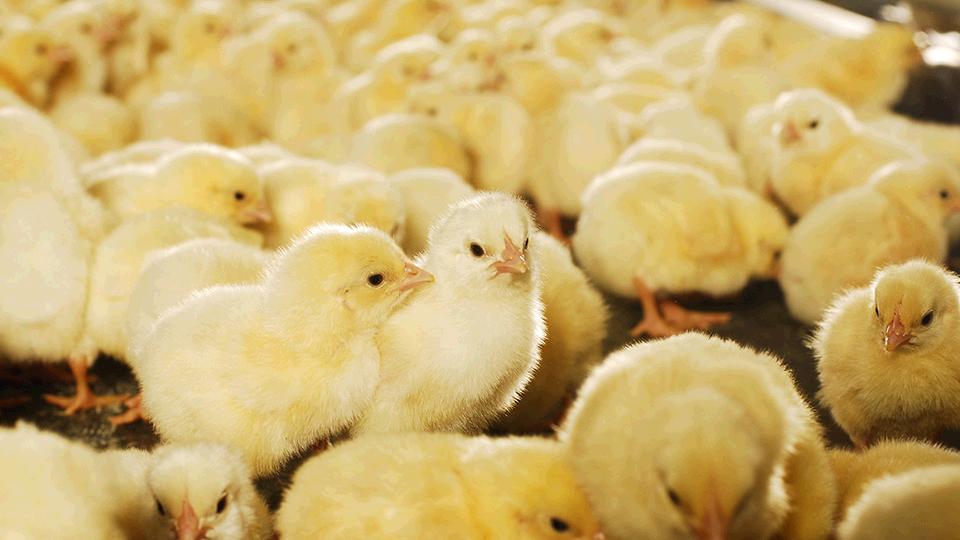 Preparing For Chicks | Otter Co-op